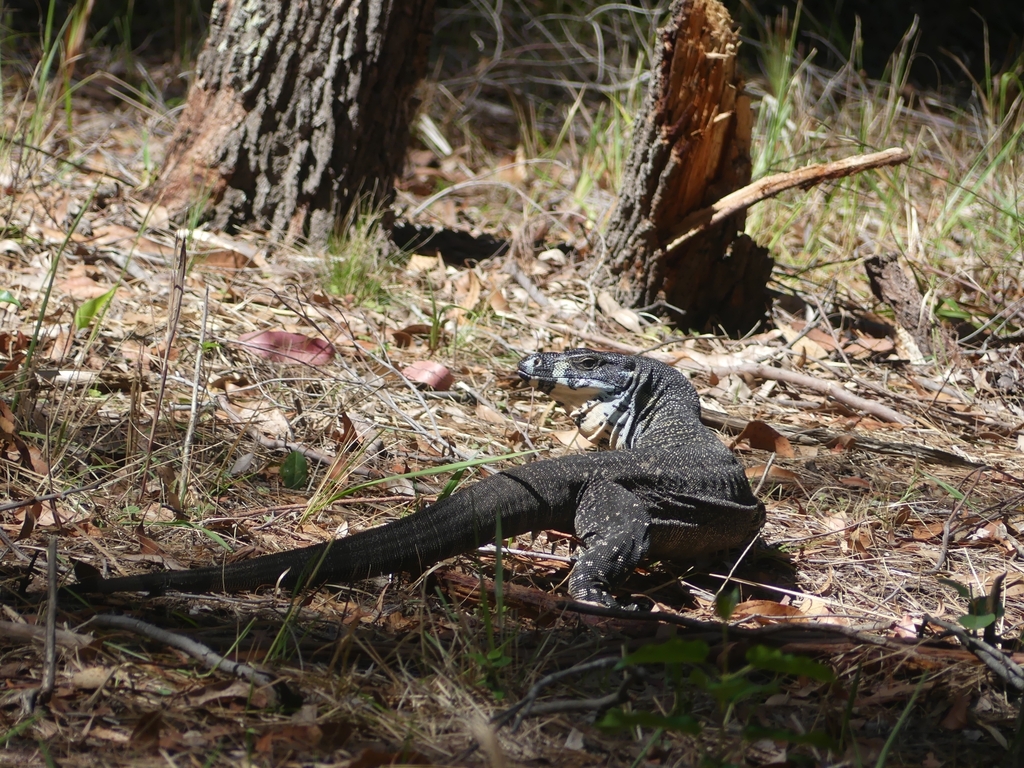 Lace Monitor from Wallaga Lake NSW 2546, Australia on November 25, 2023 ...