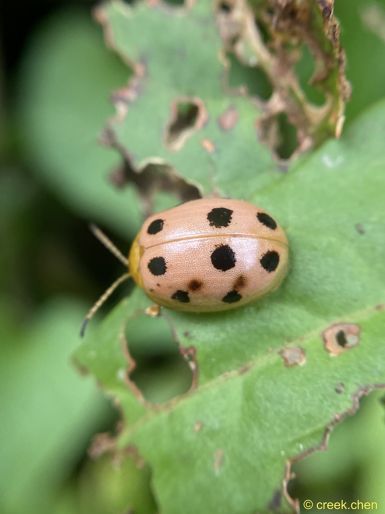 Oides decempunctata from 臺灣島, 礁溪鄉, ILA, TW on November 29, 2023 at 09: ...