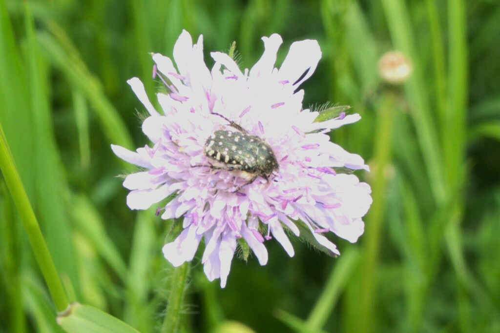 Mediterranean Spotted Chafer from Gochsheim, Deutschland on May 9, 2023 ...
