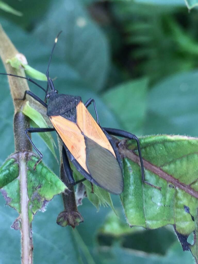 Leaf-footed Bugs from Mbomo, République du Congo on 25 November, 2023 ...