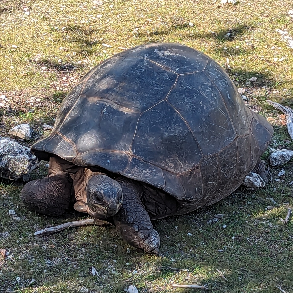 Aldabra Giant Tortoise in November 2023 by Daniel Austin · iNaturalist