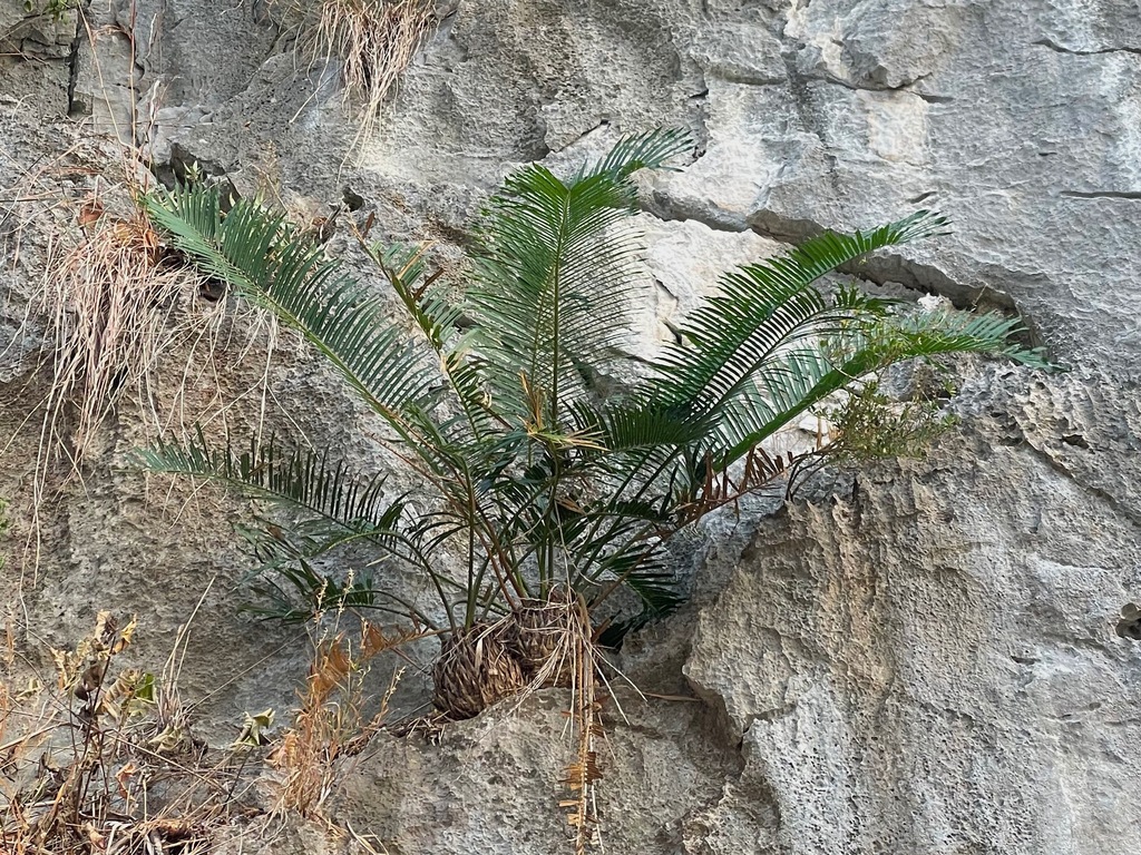 Cycas tropophylla in November 2023 by Jake Smith · iNaturalist