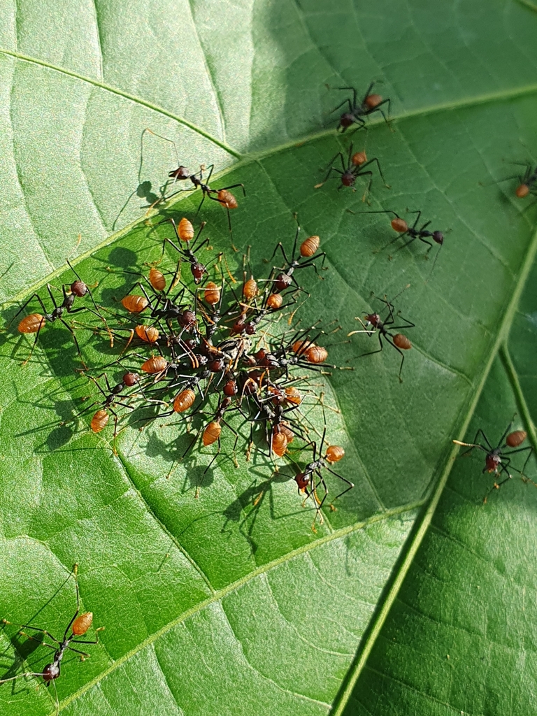 African Weaver Ant from Ouesso, Republic of the Congo on November 26 ...