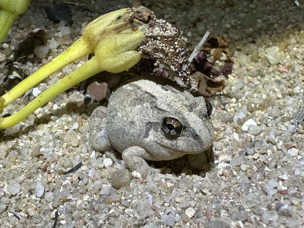 Ornate Burrowing Frog from Coolbie, QLD, AU on May 17, 2023 at 06:16 PM ...