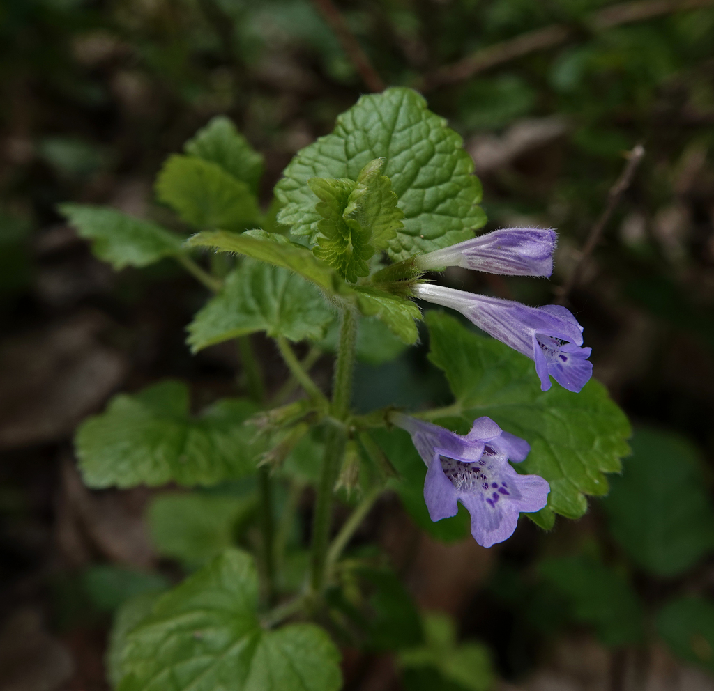 Glechoma hirsuta from 38200 Jardin, France on May 1, 2023 at 02:45 PM ...
