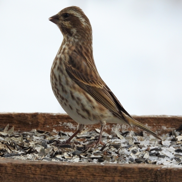 Purple Finch in November 2023 by Michael Dawber · iNaturalist