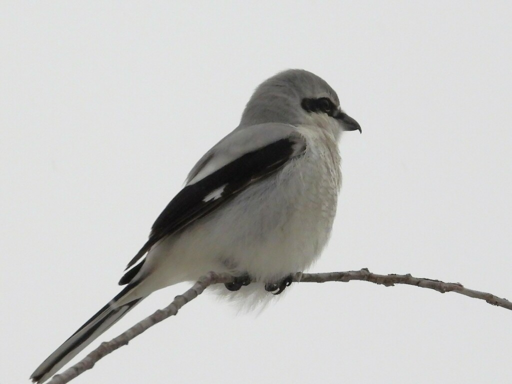Northern Shrike in November 2023 by Michael Dawber. First of winter '23 ...