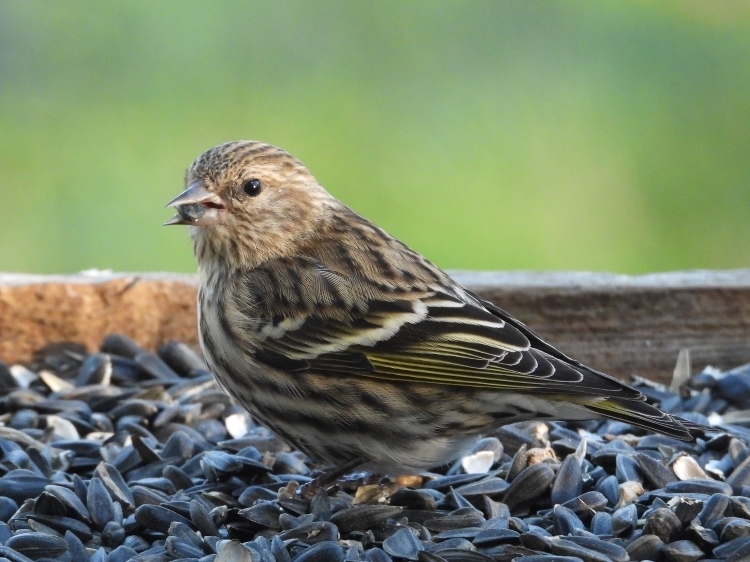 Pine Siskin in November 2023 by Michael Dawber · iNaturalist