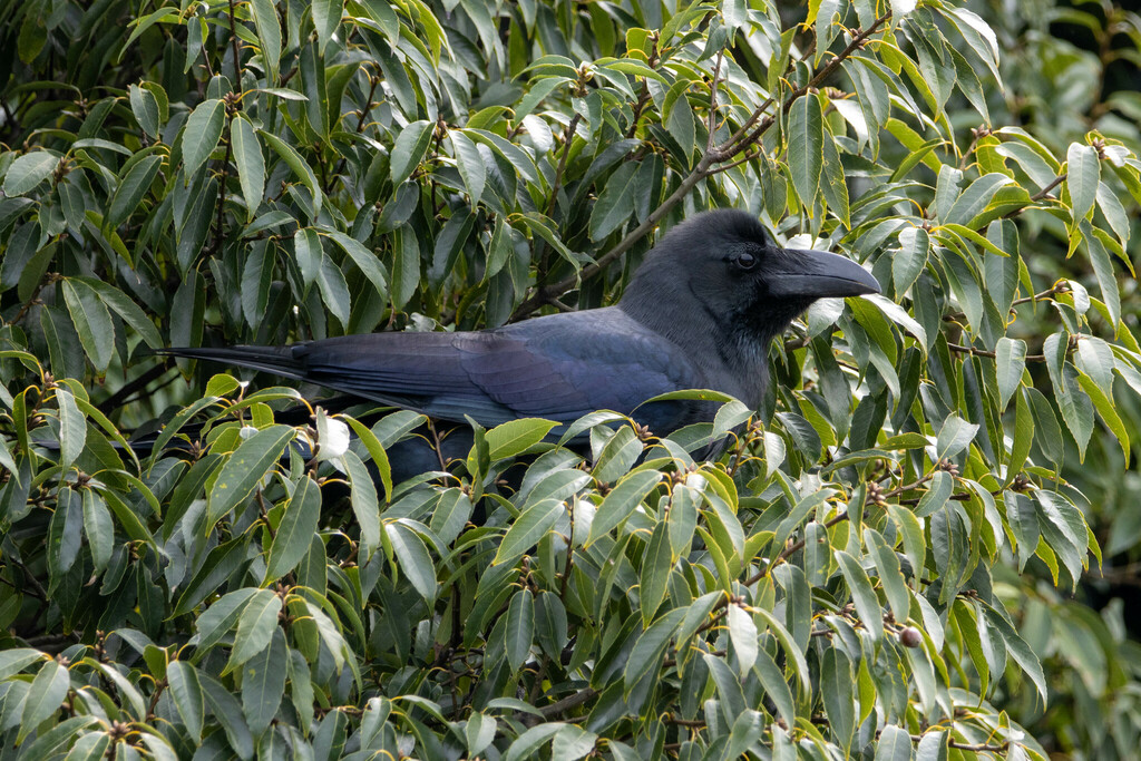 Japanese Crow from Tokai, Ota City, Tokyo 143-0001, Japan on November 5 ...