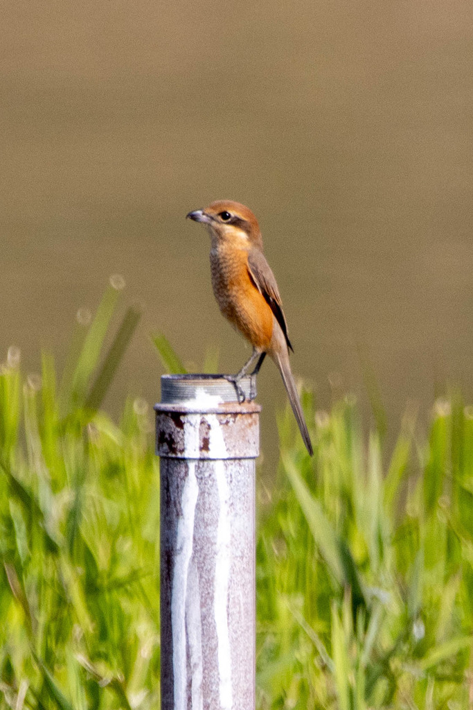 Lanius bucephalus bucephalus from Tokai, Ota City, Tokyo 143-0001 ...