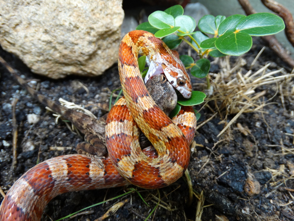 Corn Snake in June 2013 by Karl Questel · iNaturalist