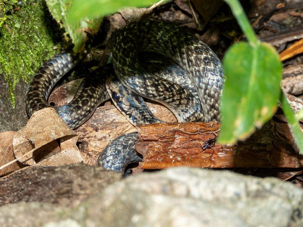Julia's Ground Snake in January 2020 by Karl Questel · iNaturalist