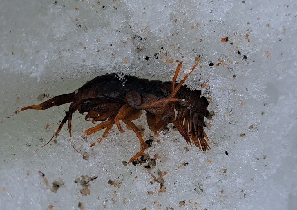 Eusirus from Antarctica on November 27, 2023 at 06:47 PM by Moni Monis ...