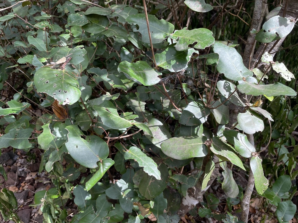 Bosistoa transversa from Coalstoun Lakes QLD 4621, Australia on ...