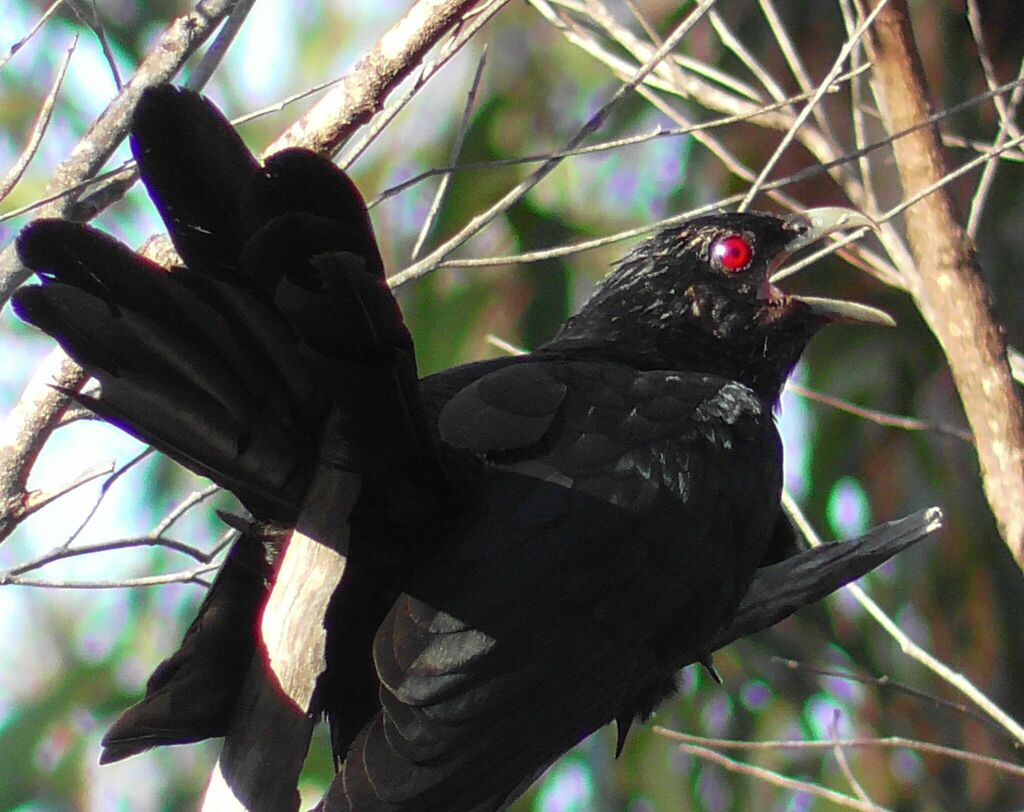 Pacific Koel from Watsonville QLD 4887, Australia on November 29, 2023 ...
