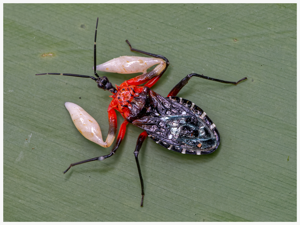 Amulius malayus from Unnamed Road,, Kampung Padang, 43100 Hulu Langat ...