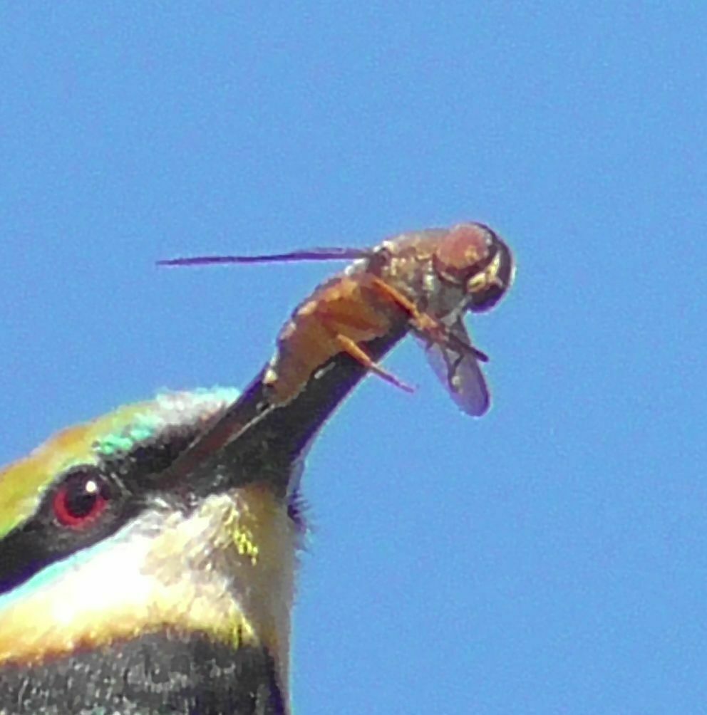 Flies from Watsonville QLD 4887, Australia on November 29, 2023 at 07: ...