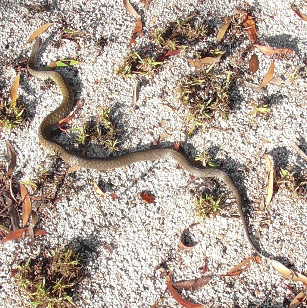 Common keelback from Watsonville QLD 4887, Australia on November 29 ...