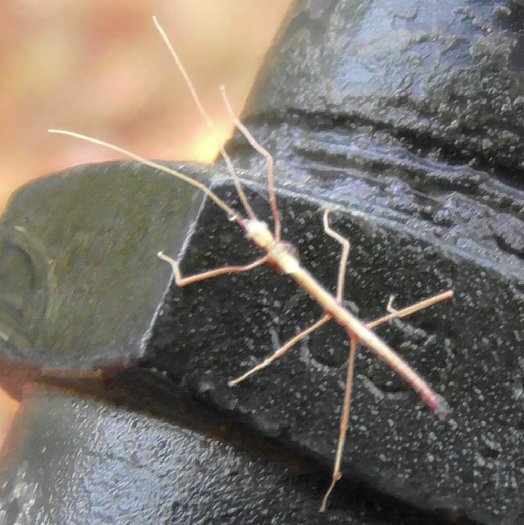 Stick Insects from Watsonville QLD 4887, Australia on November 29, 2023 ...