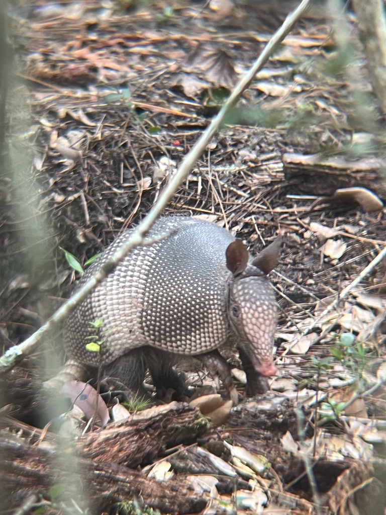 Nine-banded Armadillo from Pinckney Island National Wildlife Refuge ...