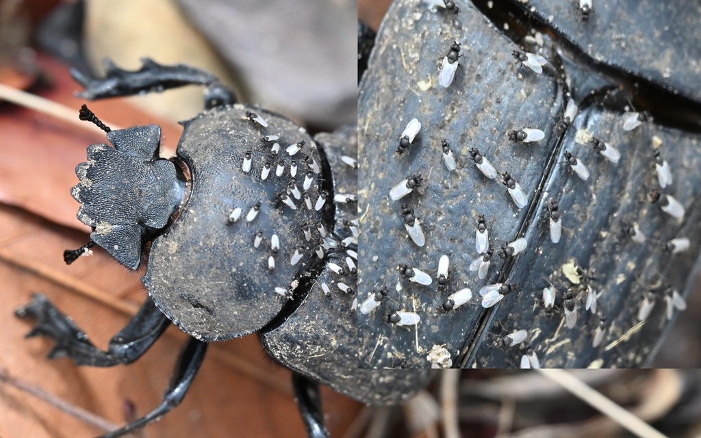 Kheper from Chobe, Botswana on November 26, 2023 at 09:54 AM by Ian N ...