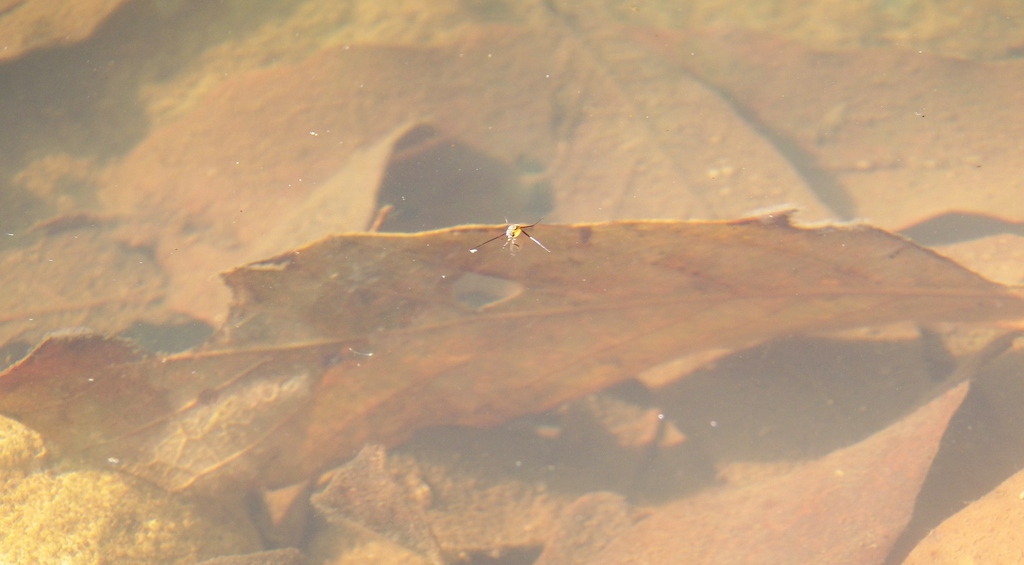 Trepobates from Tixtla de Guerrero, Gro., México on November 26, 2023 ...
