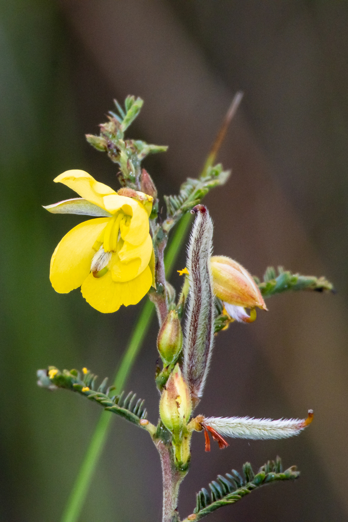 Fishbone cassia from Mahogany Ridge, Pinetown, 3608, South Africa on ...