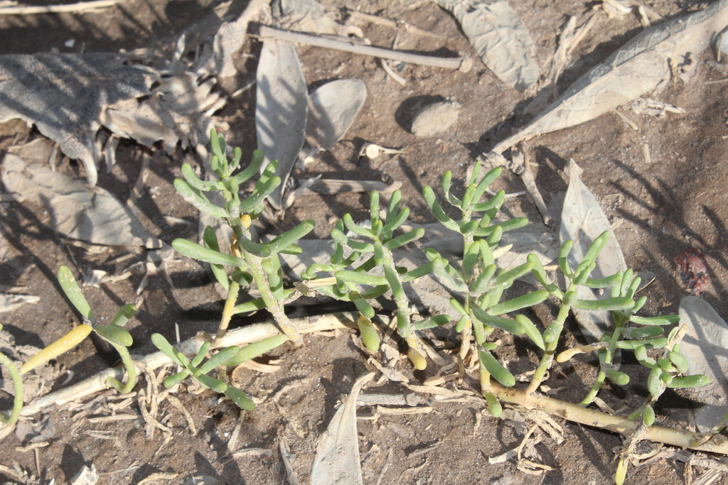 Saltwort in February 2018 by Horacio V. Barcenas · iNaturalist