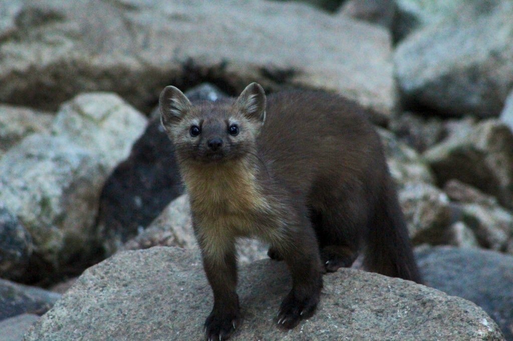 Pacific Marten in August 2021 by Wild New York · iNaturalist