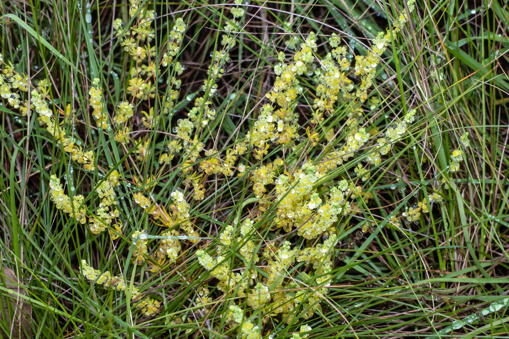 Ungent Stackleaf from Mahogany Ridge, Pinetown, 3608, South Africa on ...