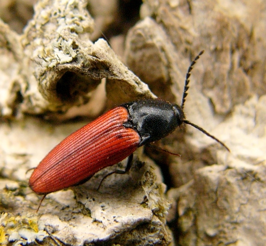red-bodied click beetle from 61230 Croisilles, France on July 15, 2004 ...