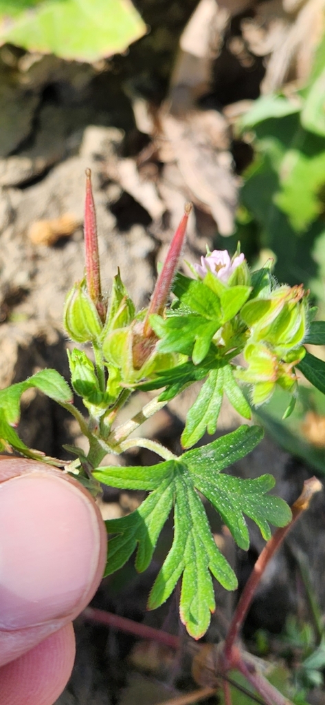 Carolina crane's-bill in October 2023 by polyploid. Flower stalks ...
