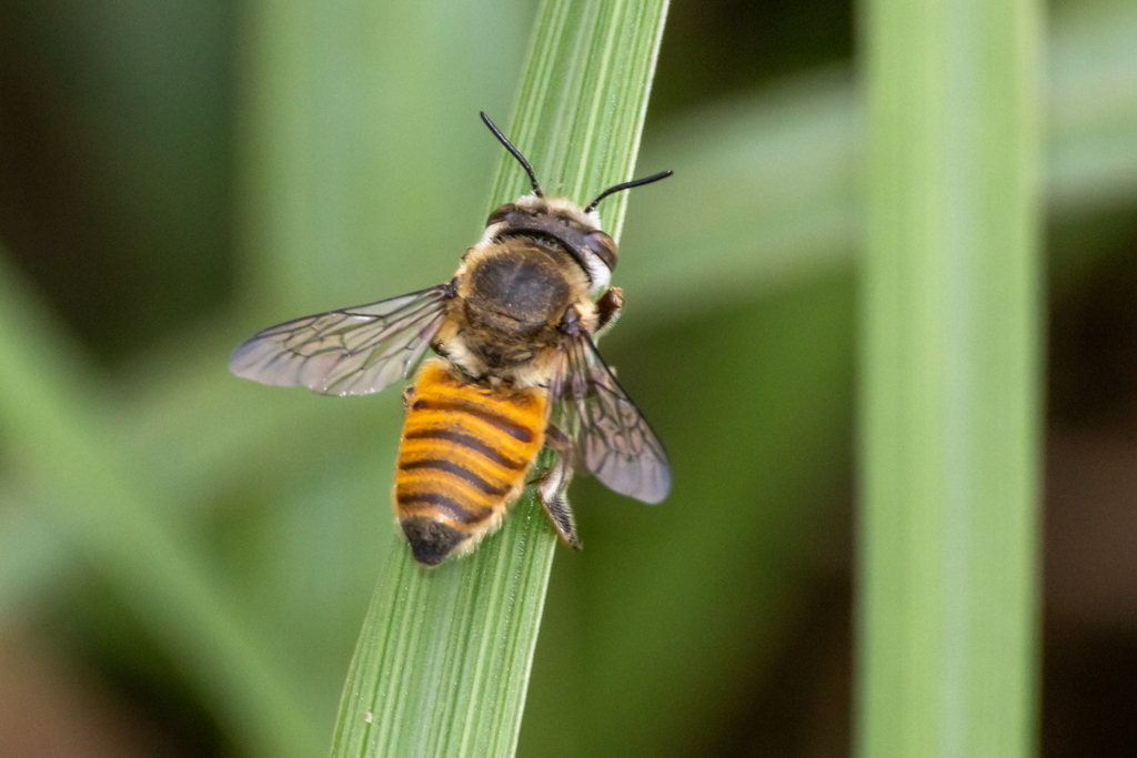 Leafcutter, Mortar, and Resin Bees from Mahogany Ridge, Pinetown, 3608 ...