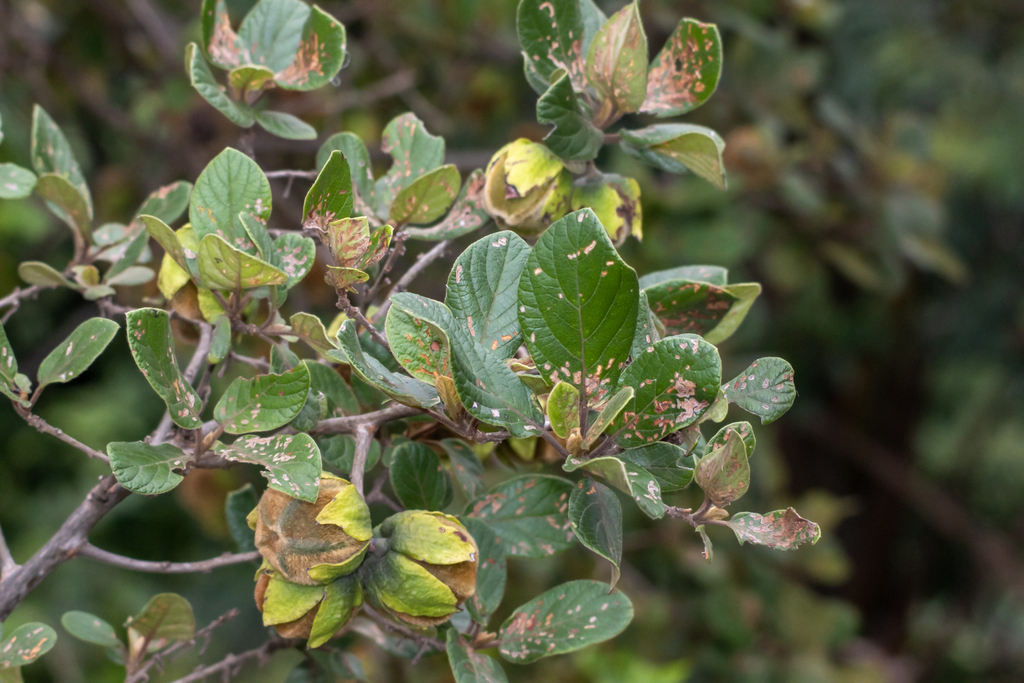 Hairy Star-Apple from Mahogany Ridge, Pinetown, 3608, South Africa on ...
