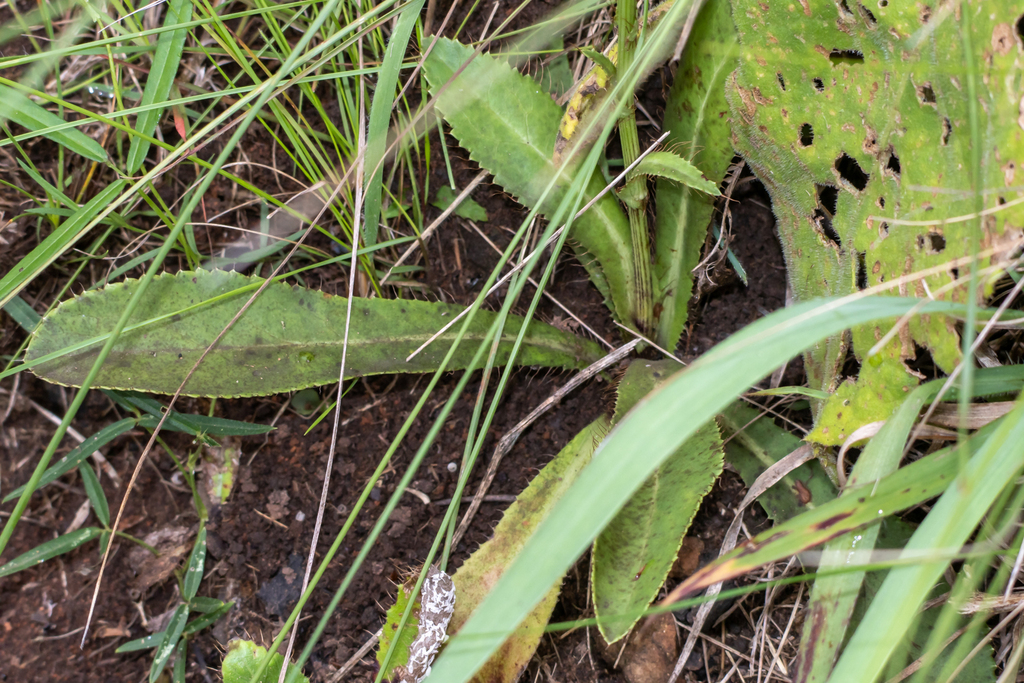 Fivefive Ministar from Mahogany Ridge, Pinetown, 3608, South Africa on ...