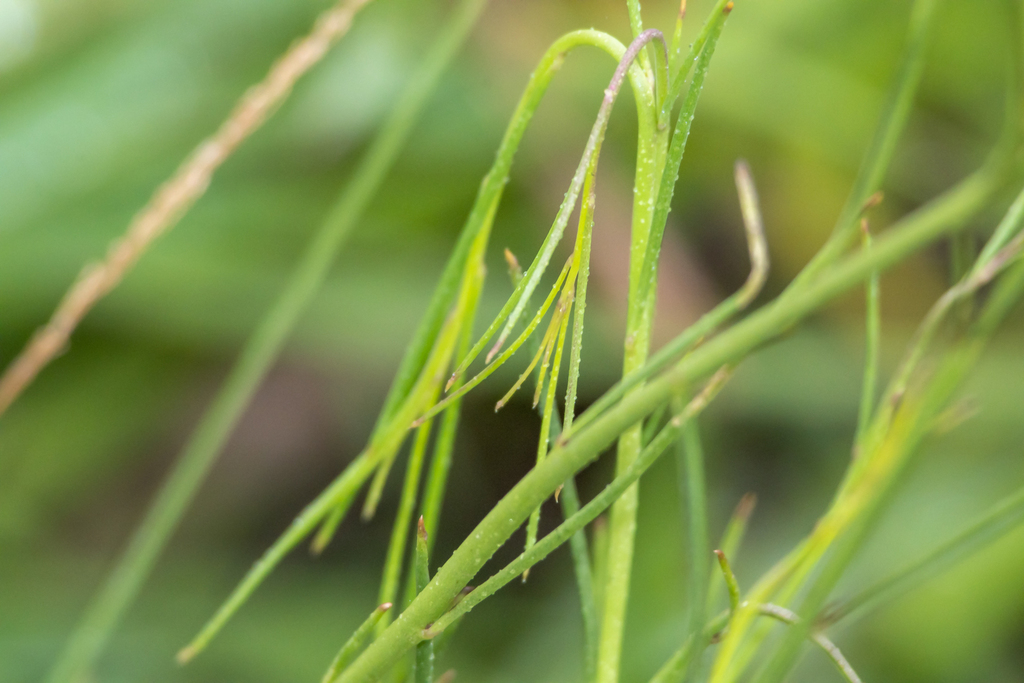 Grassland Blue Cress Flower from Mahogany Ridge, Pinetown, 3608, South ...