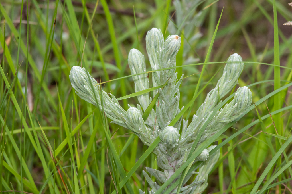 Monkeytail Everlasting from Mahogany Ridge, Pinetown, 3608, South ...