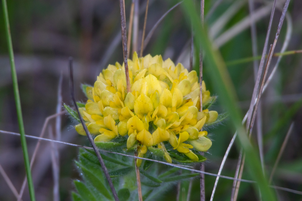 Leobordea from Mahogany Ridge, Pinetown, 3608, South Africa on November ...