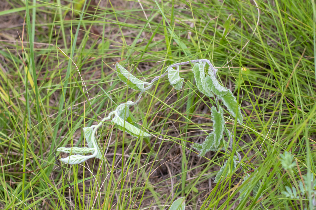 Natal Bindweed from Mahogany Ridge, Pinetown, 3608, South Africa on ...