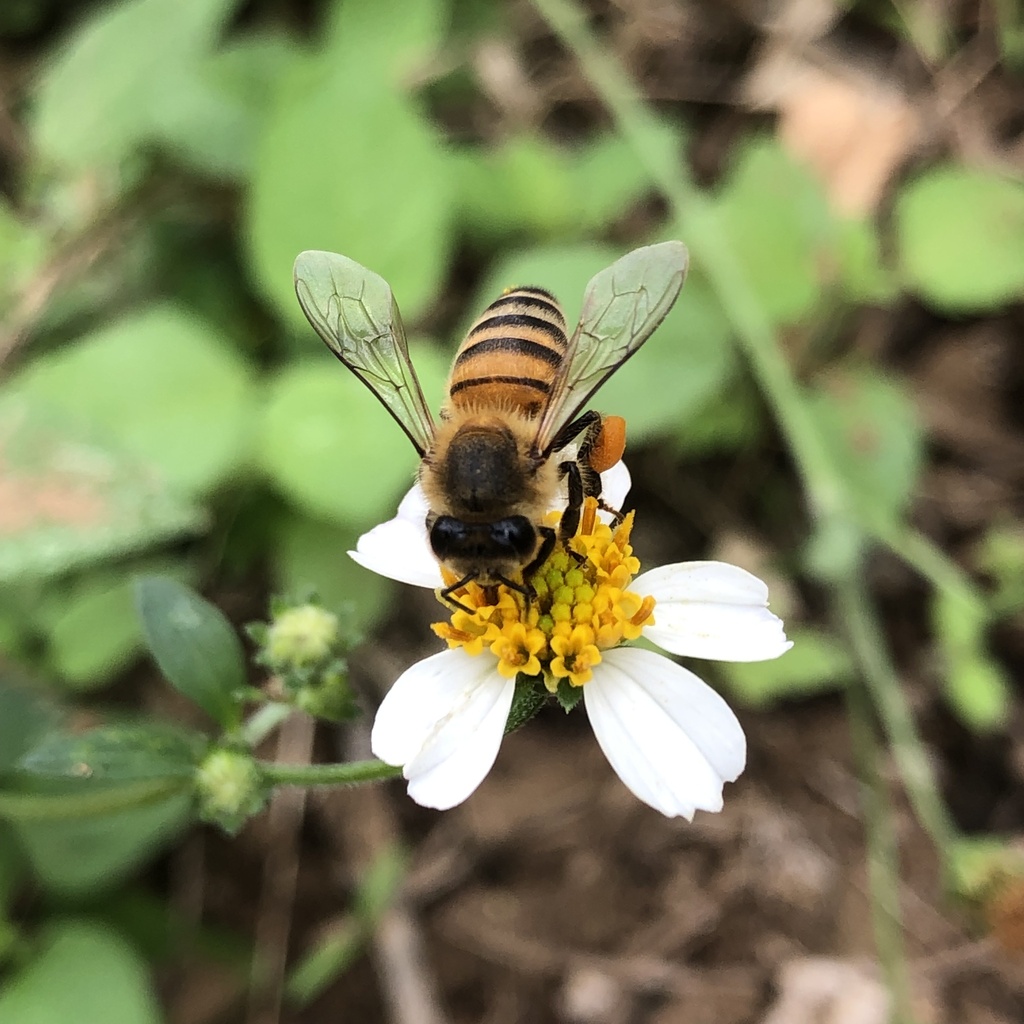 Western Honey Bee from Valerio Trujano, Oax., MX on November 29, 2023 ...
