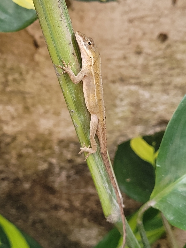 White Anole from G6C2+5H9, San Miguel Dueñas, Guatemala on September 10 ...