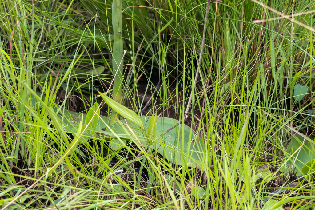Longtail Satyre from Mahogany Ridge, Pinetown, 3608, South Africa on ...