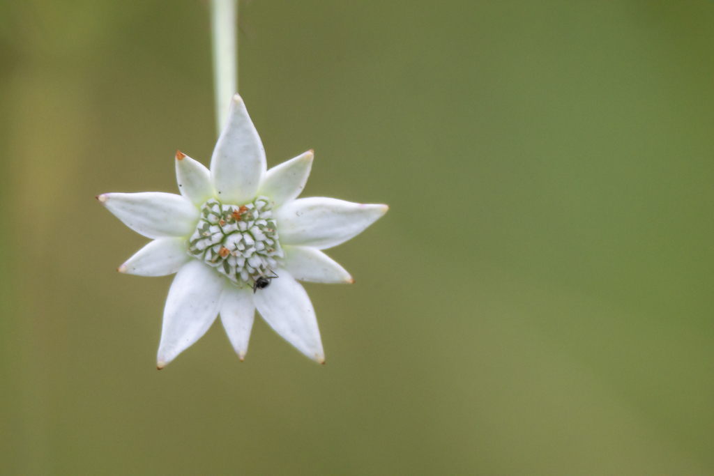 Fivefive Ministar from Mahogany Ridge, Pinetown, 3608, South Africa on ...