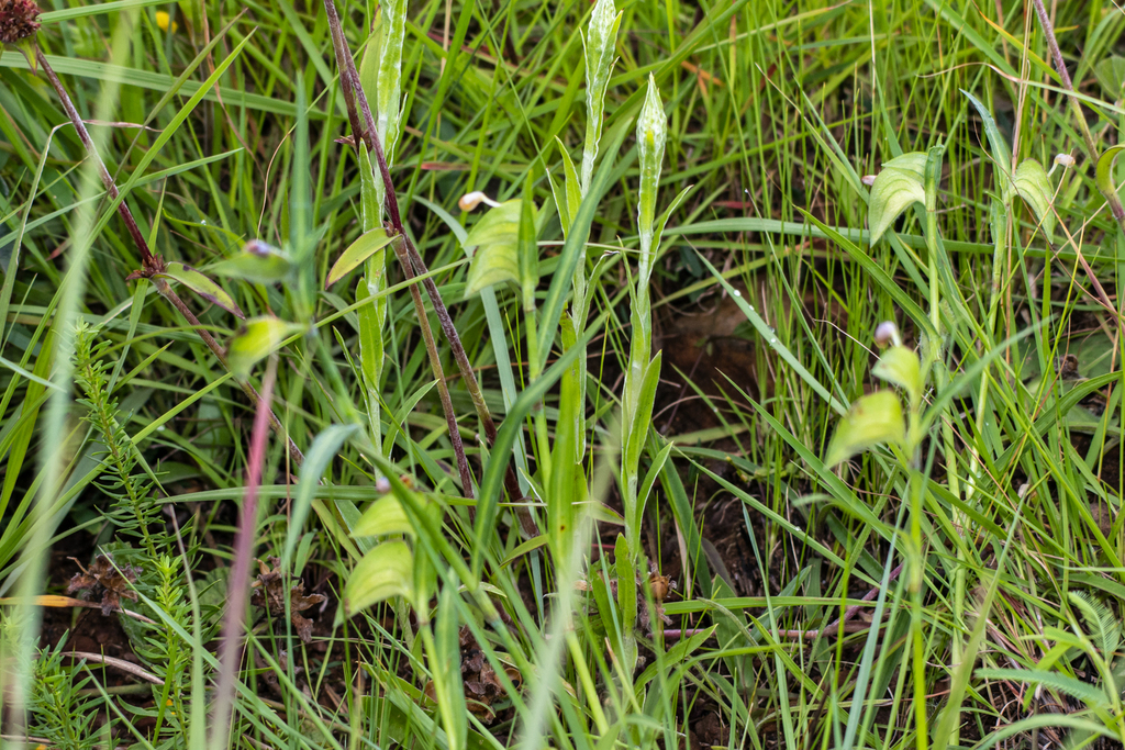 whitemouth dayflower from Mahogany Ridge, Pinetown, 3608, South Africa ...