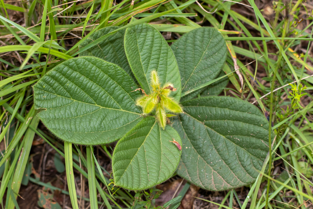 Cajaninae from Mahogany Ridge, Pinetown, 3608, South Africa on November ...
