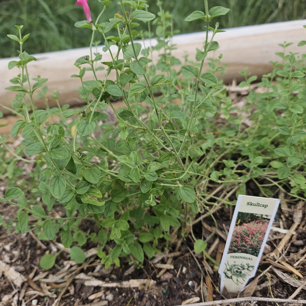 Cherry Skullcap from Nueces County, US-TX, US on November 22, 2023 at ...