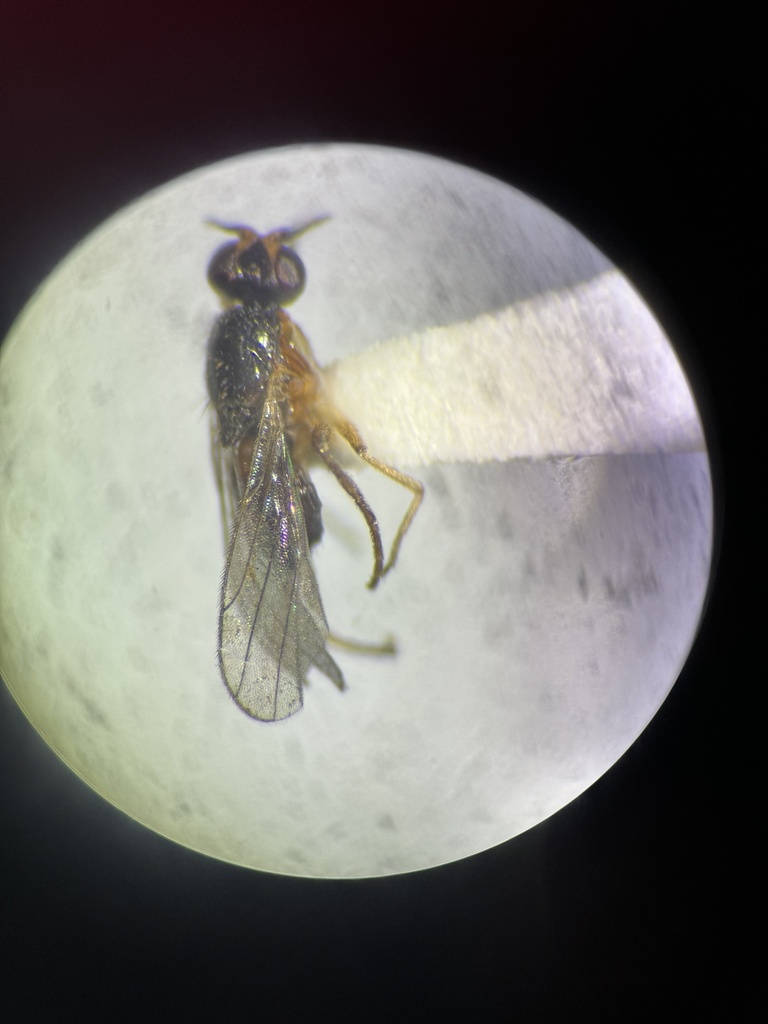 Frit Flies from University of Florida, Gainesville, FL, US on November ...
