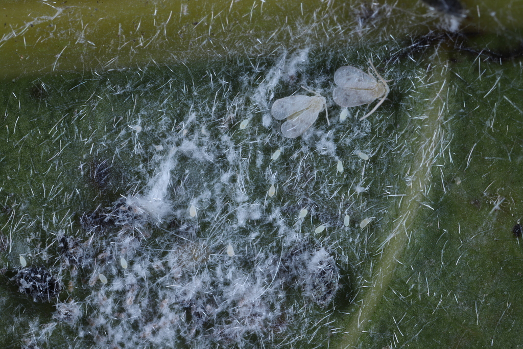 Paraleyrodes bondari from Riverview, FL, USA on April 20, 2022 at 11:27 ...