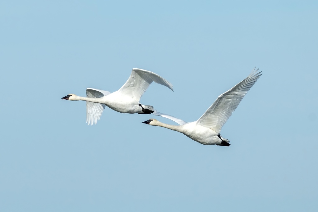 Trumpeter Swan from Lancaster County, NE, USA on November 29, 2023 at ...