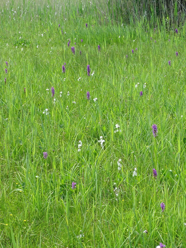 Early Marsh-orchid from 73190 La Thuile, France on June 10, 2021 at 01:49 PM by ferlay myriam ...